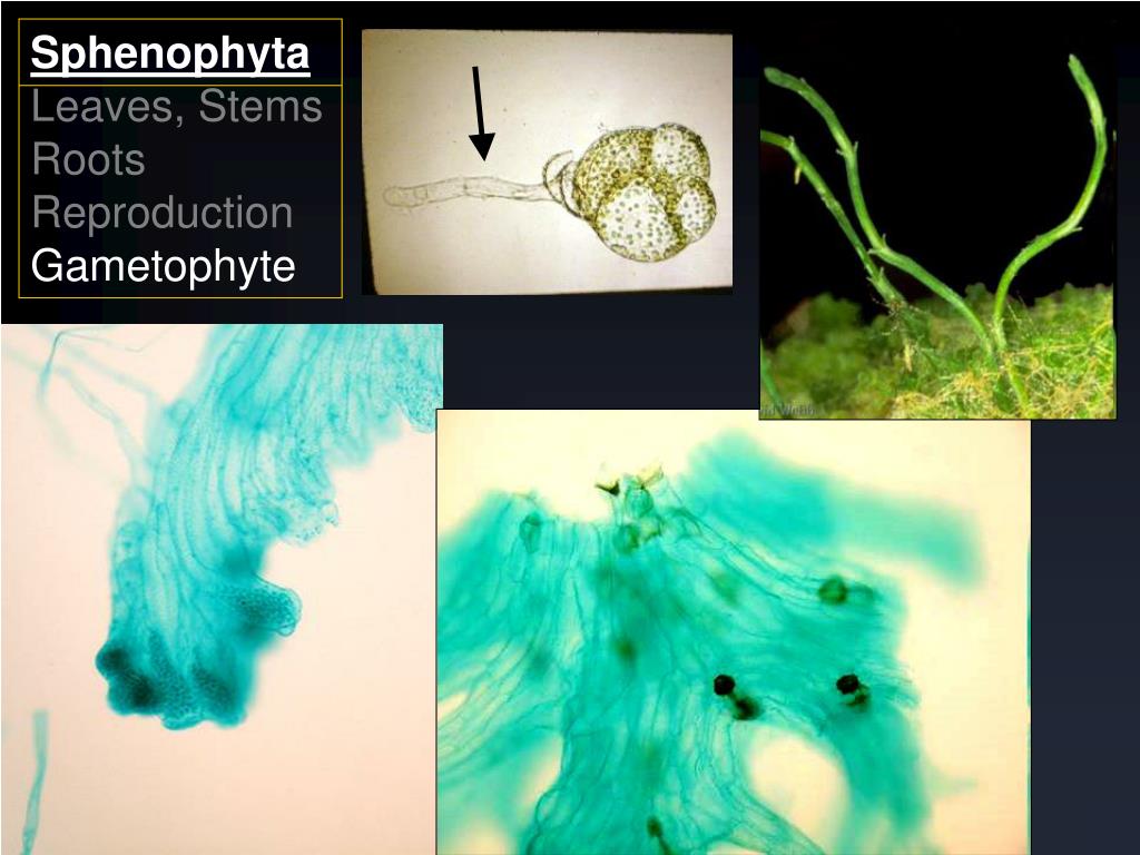 PPT - Filicales and Sphenophyta (“Ferns” and Friends Part II) Filicales ...