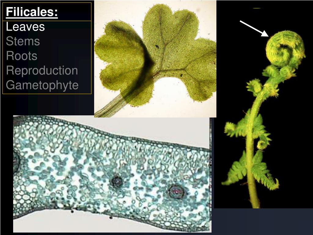 PPT - Filicales and Sphenophyta (“Ferns” and Friends Part II) Filicales ...