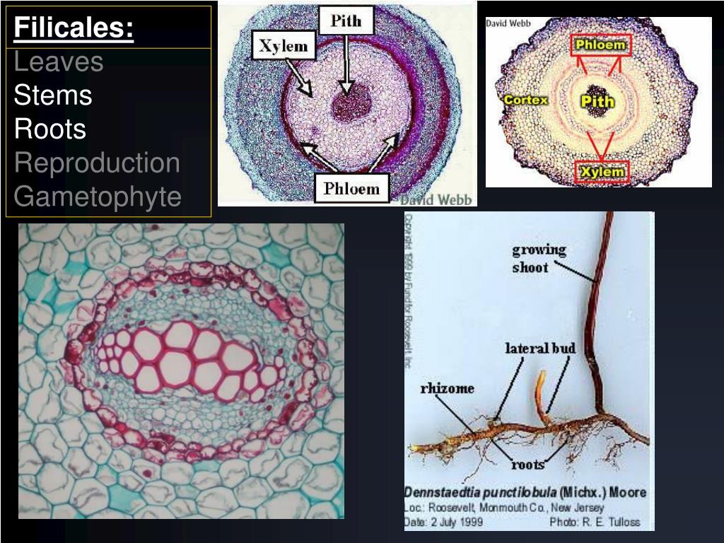 PPT - Filicales and Sphenophyta (“Ferns” and Friends Part II) Filicales ...