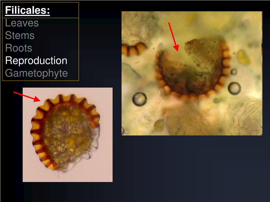 PPT - Filicales and Sphenophyta (“Ferns” and Friends Part II) Filicales ...