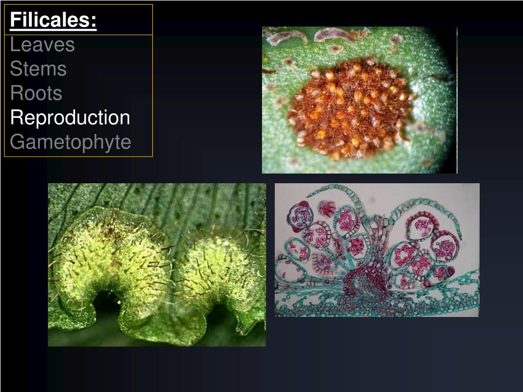 PPT - Filicales and Sphenophyta (“Ferns” and Friends Part II) Filicales ...
