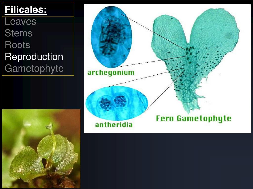 PPT - Filicales and Sphenophyta (“Ferns” and Friends Part II) Filicales ...