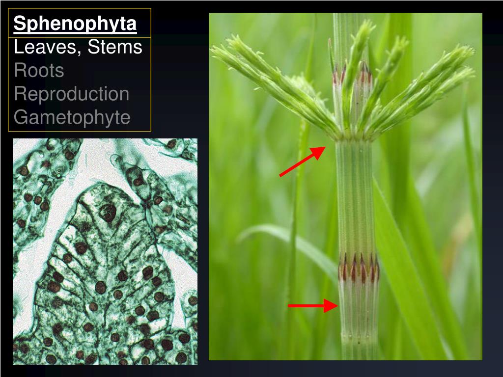 PPT - Filicales and Sphenophyta (“Ferns” and Friends Part II) Filicales ...