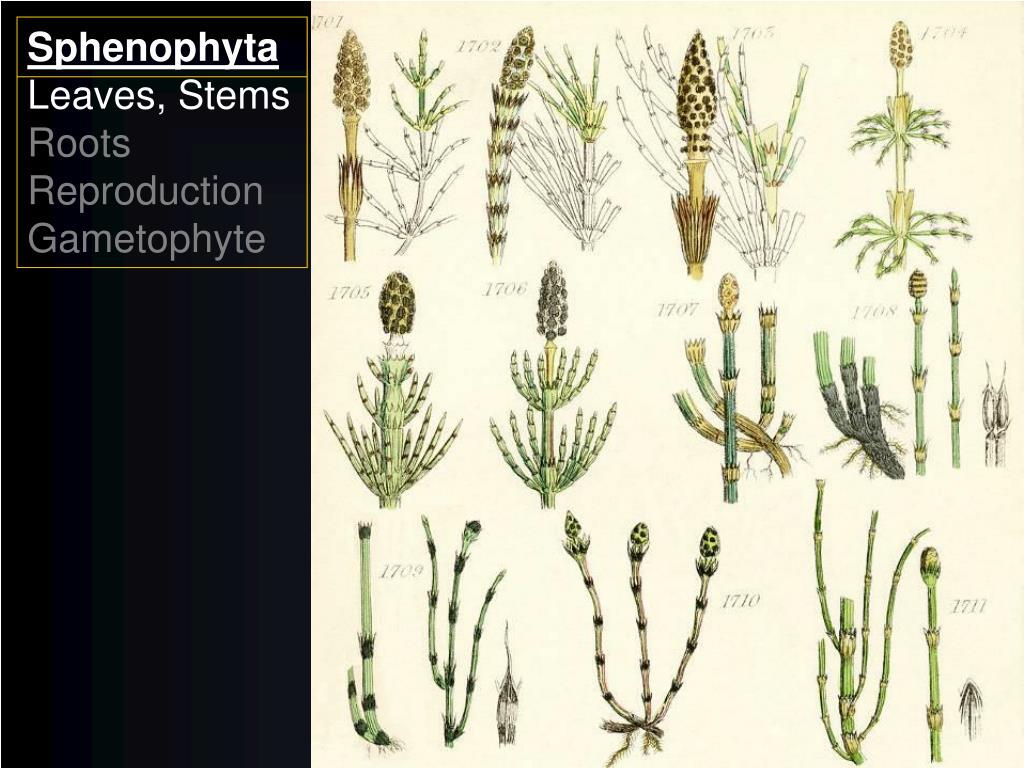 PPT - Filicales and Sphenophyta (“Ferns” and Friends Part II) Filicales ...