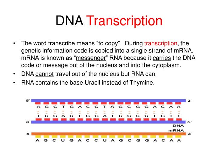 Ppt Dna Transcription And Translation Powerpoint Presentation Id 3147989