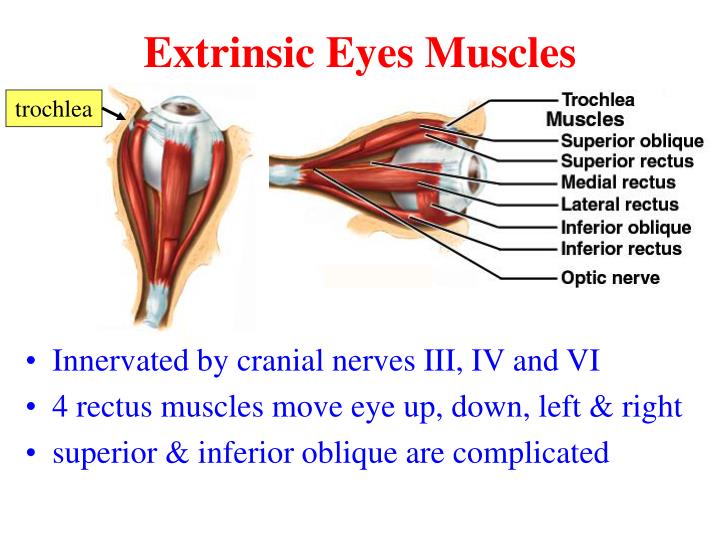 PPT - EYE PowerPoint Presentation - ID:3148018