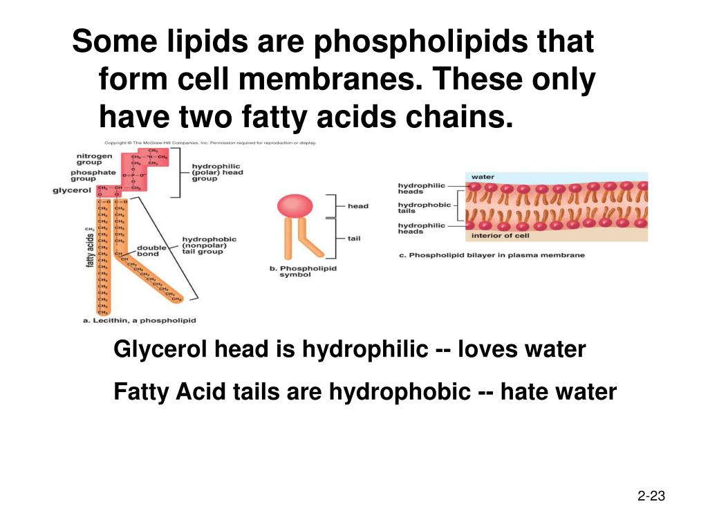 PPT - The Macromolecules of Cells: Carbohydrates Lipids Proteins ...