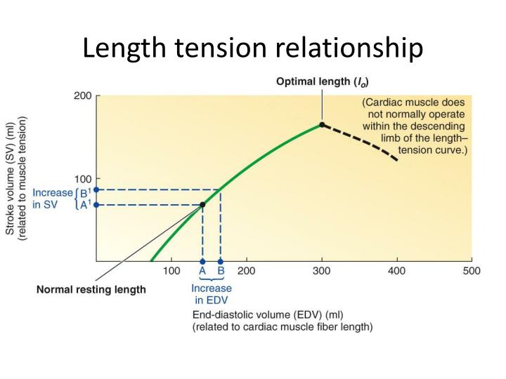 PPT - CARDIAC MUSCLE PowerPoint Presentation - ID:3148162