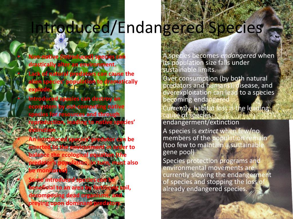 PPT - Ch.55/Ch.56 Ecosystems, Conservation Biology, and Restoration ...