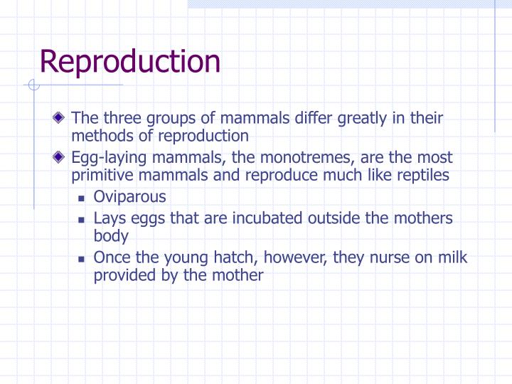 PPT - Chapter 33: Mammals PowerPoint Presentation - ID:3148319