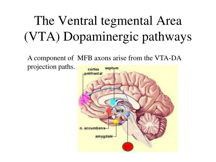 PPT - REWARD SYSTEMS OF THE BRAIN? PowerPoint Presentation - ID:3148488