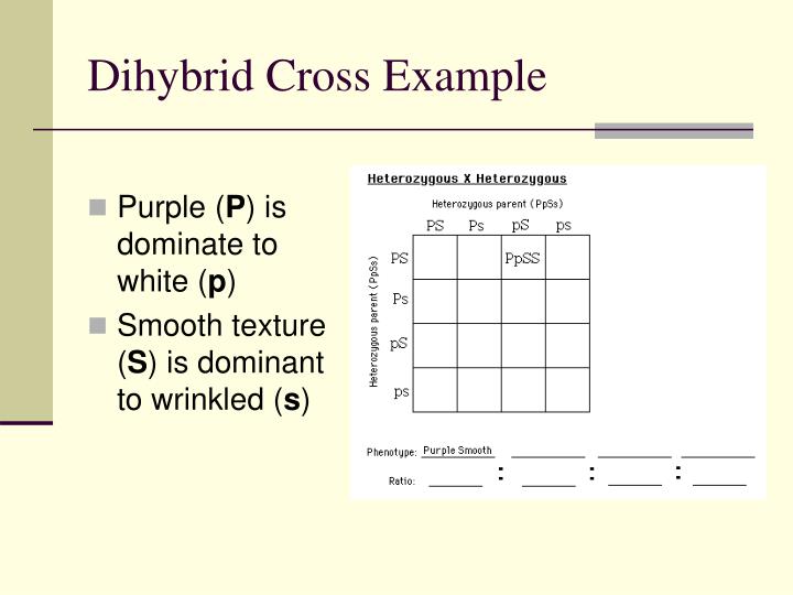 PPT - Dihybrid Crosses PowerPoint Presentation - ID:3148539