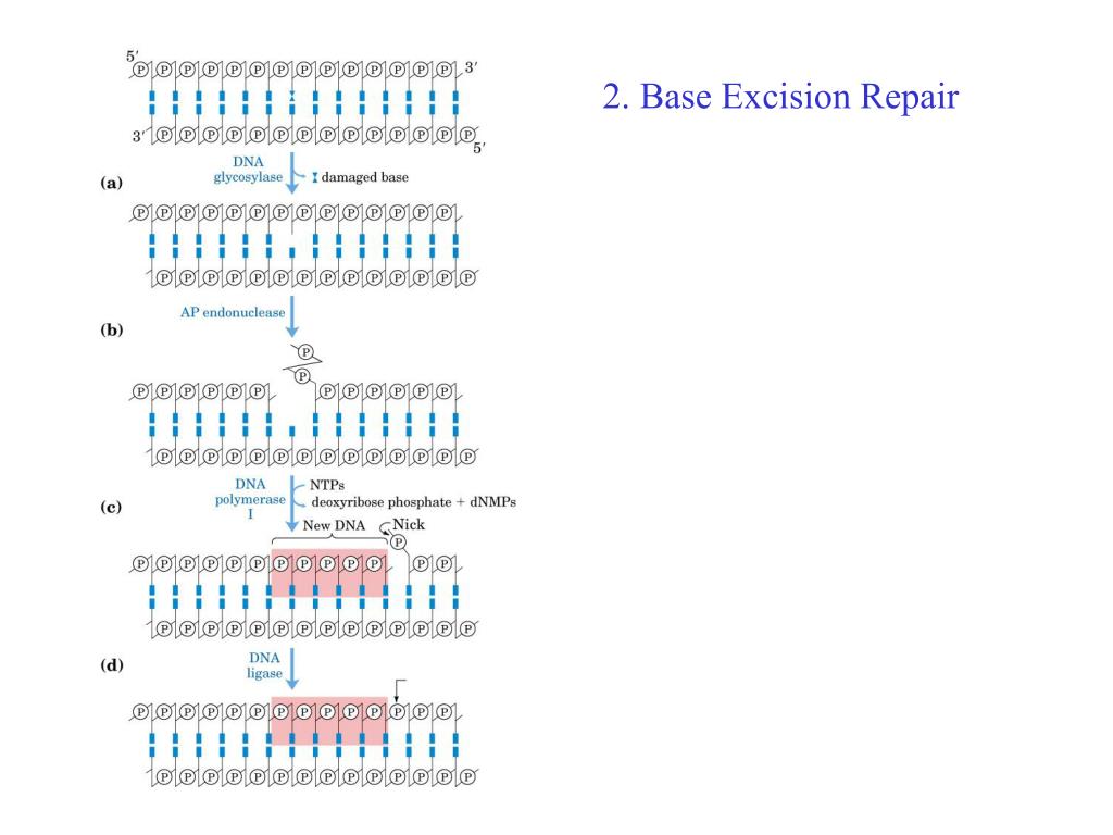 PPT - DNA metabolism DNA replication DNA repair DNA recombination ...