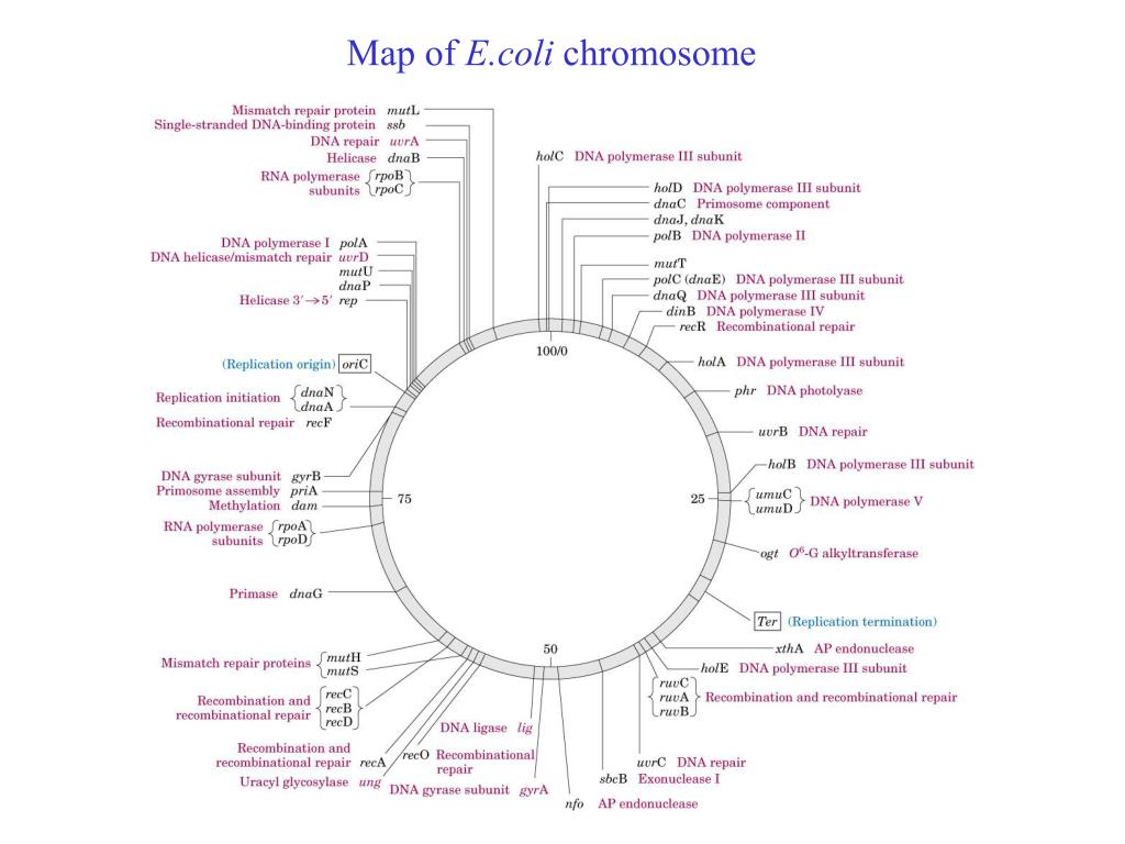 PPT - DNA metabolism DNA replication DNA repair DNA recombination ...