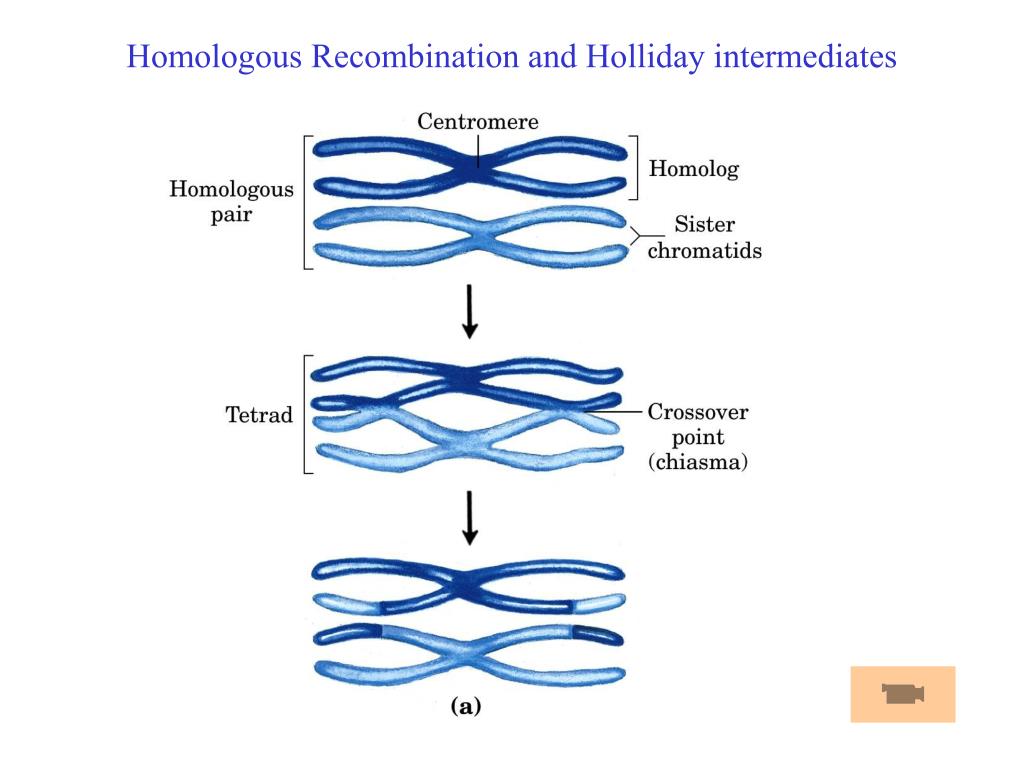PPT - DNA metabolism DNA replication DNA repair DNA recombination ...