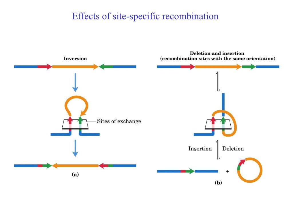 PPT - DNA metabolism DNA replication DNA repair DNA recombination ...