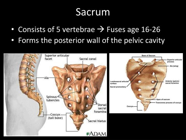 PPT - Unit 2: Skeletal System Lab 2: Axial Skeleton PowerPoint ...
