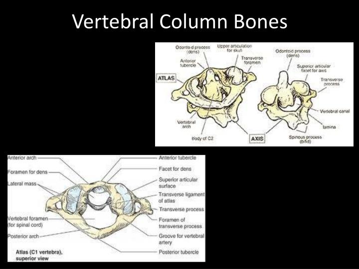 PPT - Unit 2: Skeletal System Lab 2: Axial Skeleton PowerPoint ...