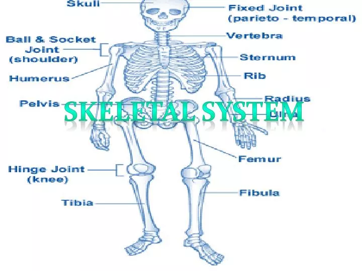 Skeletal System Ppt