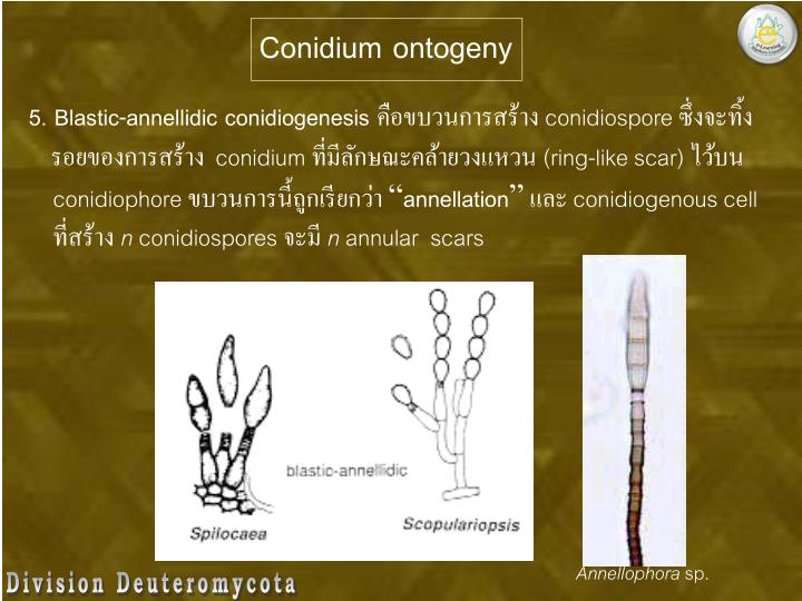 PPT - Division Deuteromycota PowerPoint Presentation - ID:3150568