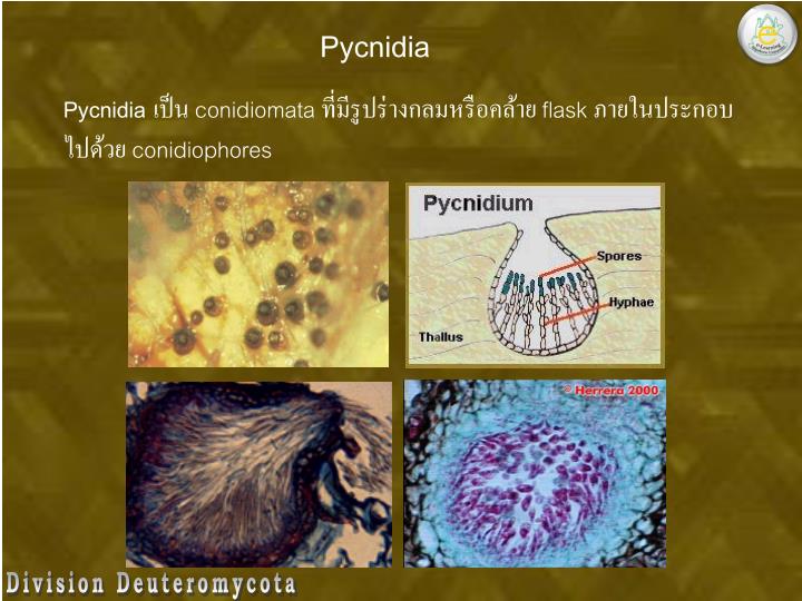 PPT - Division Deuteromycota PowerPoint Presentation - ID:3150568