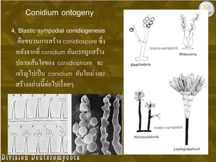 PPT - Division Deuteromycota PowerPoint Presentation - ID:3150568