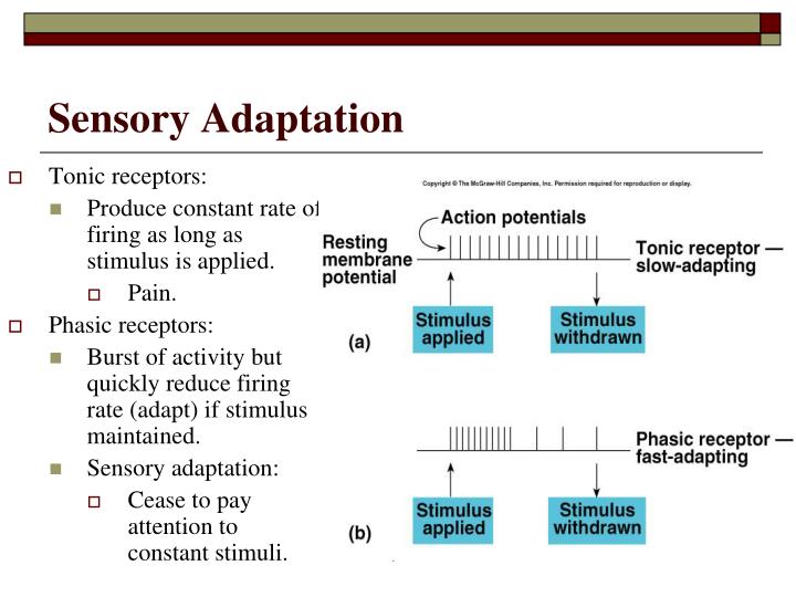 PPT - Sensory System – Sensory Receptors; Neuronal Circuits For ...