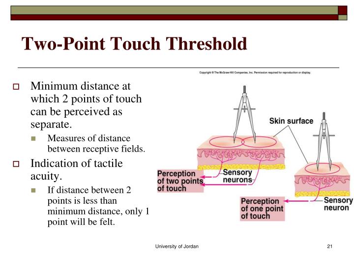 PPT - Sensory System – Sensory Receptors; Neuronal Circuits For ...
