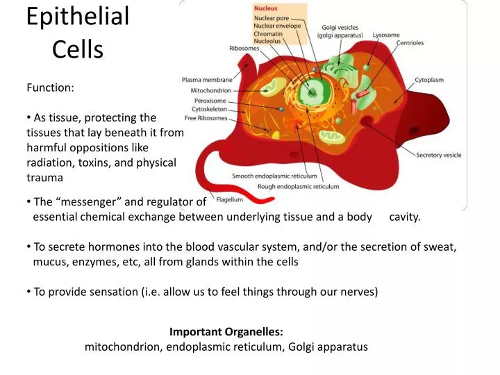 PPT - Epithelial Cells PowerPoint Presentation, free download - ID:3150952