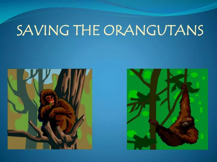 PPT - SAVING THE ORANGUTANS PowerPoint Presentation, free download - ID ...