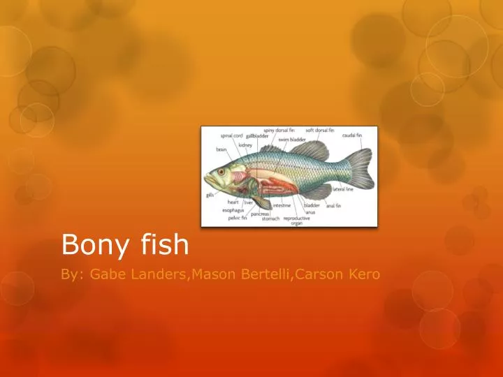 PPT - Bony fish PowerPoint Presentation, free download - ID:3151539