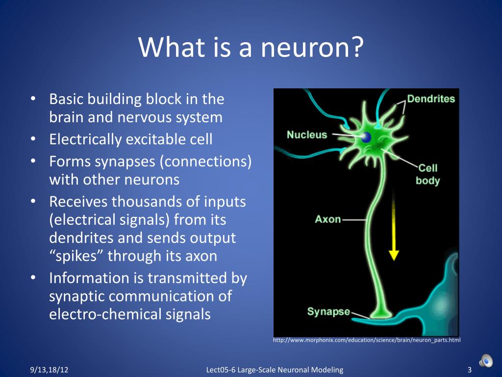 Ppt Cse511 Brain And Memory Modeling Lect05 6 Large Scale Neuronal Structure Modeling 0632