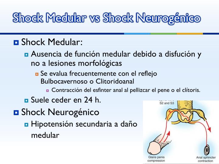 PPT - Trauma Raquimedular PowerPoint Presentation - ID:3154639