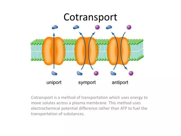 PPT - Cotransport PowerPoint Presentation, free download - ID:3155120