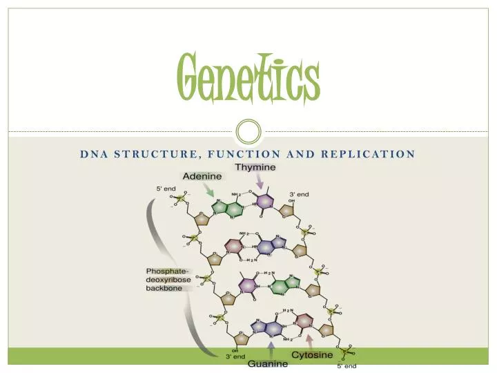 PPT - Genetics PowerPoint Presentation, free download - ID:3157446