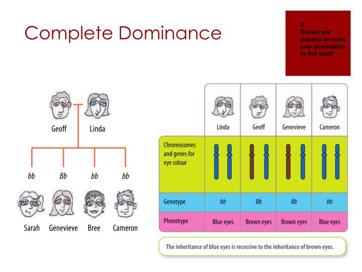PPT - Genetics and Inheritance PowerPoint Presentation - ID:3158447