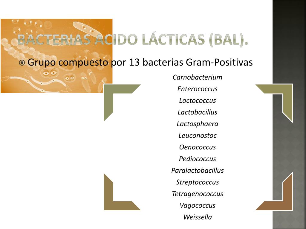 PPT - Leche , fermentación y productos lácteos fermentados y no ...