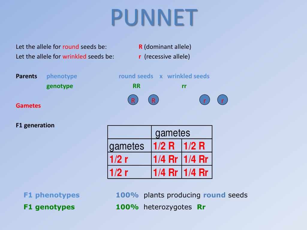PPT - Pendugaan rasio genotipe dan fenotipe , polihibrid , uji X 2 ...