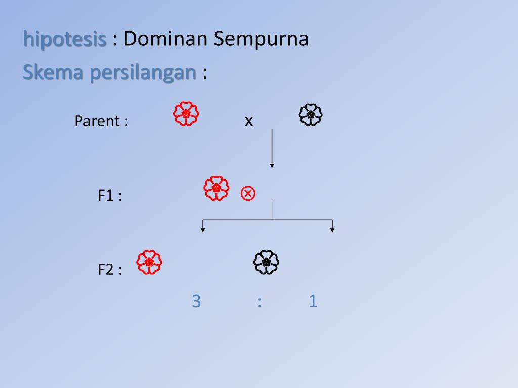 PPT - Pendugaan rasio genotipe dan fenotipe , polihibrid , uji X 2 ...