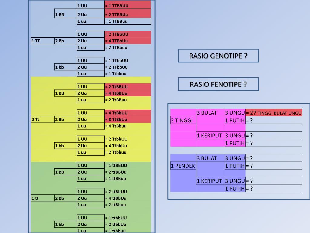 PPT - Pendugaan rasio genotipe dan fenotipe , polihibrid , uji X 2 ...