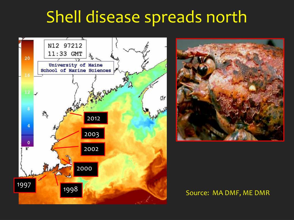 PPT - Richard A. Wahle University of Maine | School of Marine Sciences ...