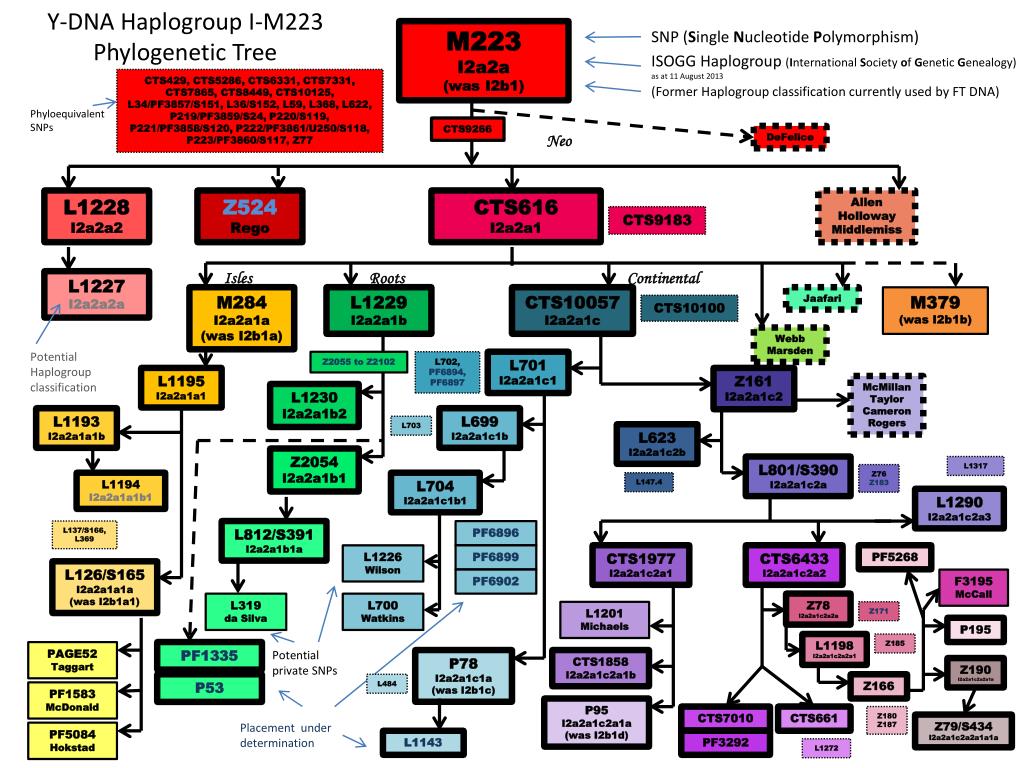 PPT - Y-DNA Haplogroup I-M223 Phylogenetic Tree PowerPoint Presentation ... PPT - Y-DNA Haplogroup I-M223 Phylogenetic Tree PowerPoint Presentation ...