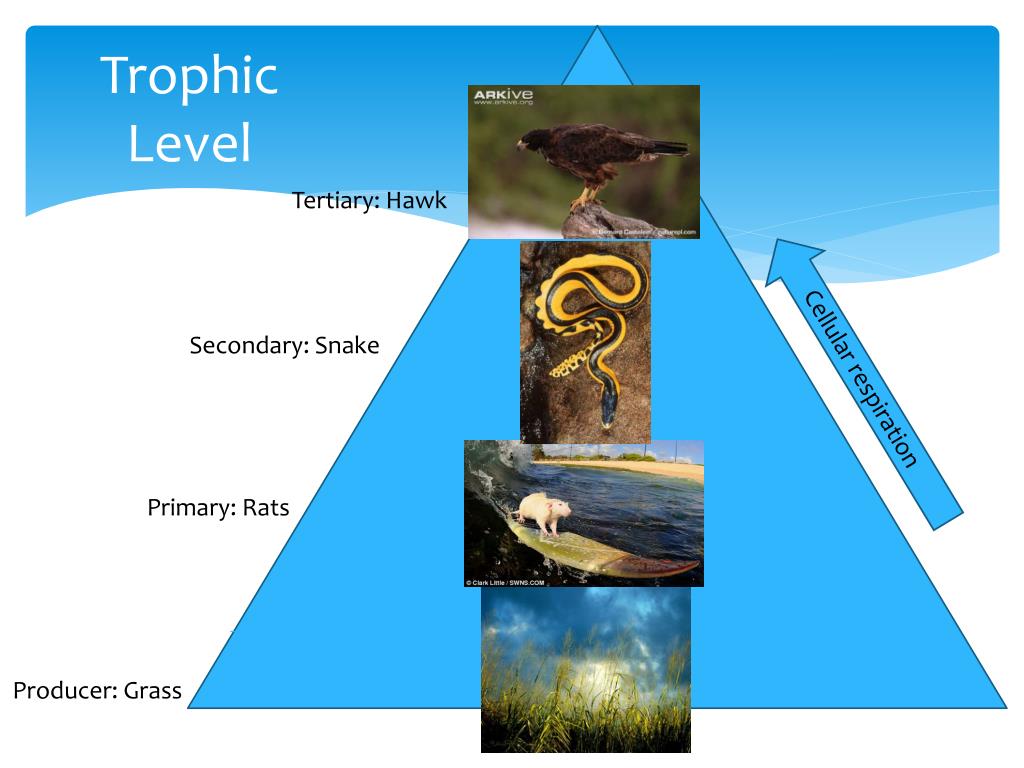 PPT - Hawaiian tropical forests (Oceania) PowerPoint Presentation, free ...