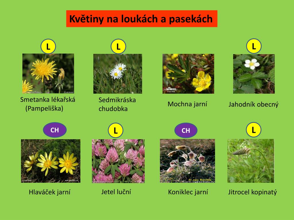 PPT - Anotace: Žáci se učí pojmenovávat nejběžnější druhy kvetoucích ...