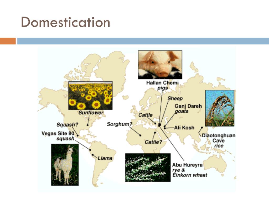 PPT - African and south african economic history PowerPoint ...