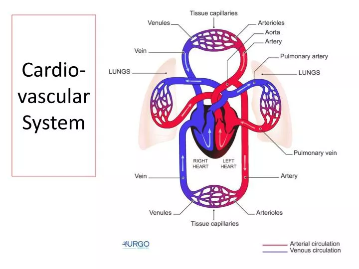 PPT - Cardio-vascular System PowerPoint Presentation, free download ...