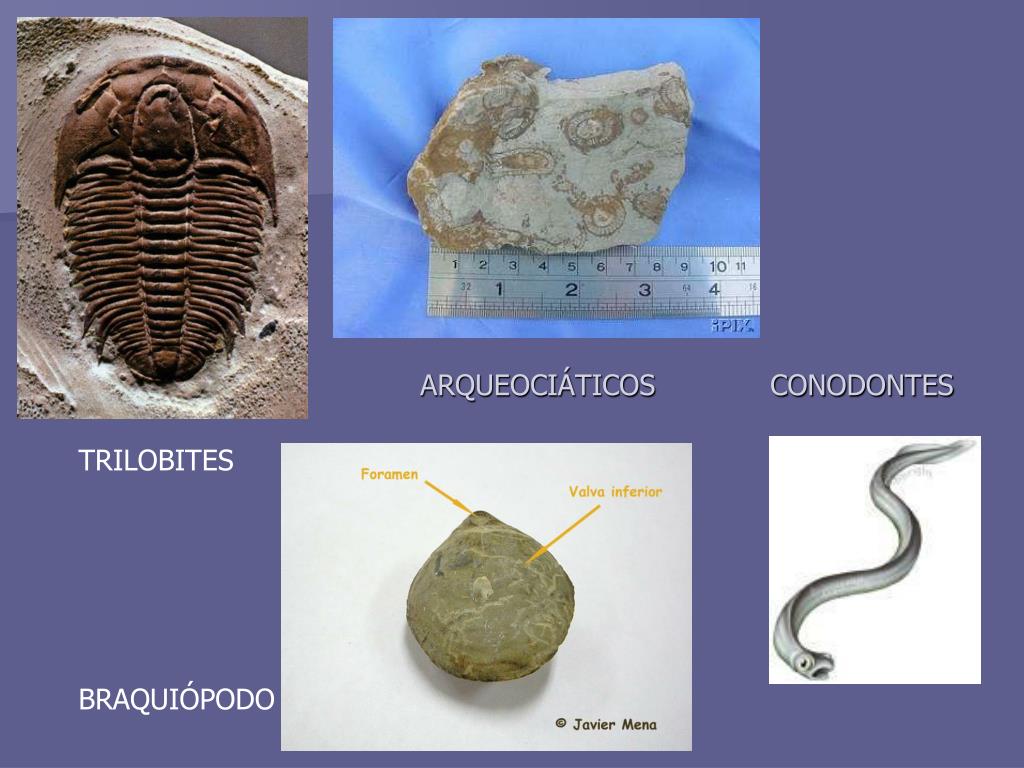 PPT - Extinciones y Radiación Adaptativa PowerPoint Presentation, free ...