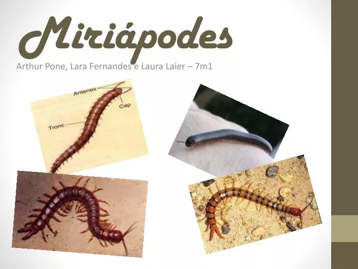 PPT - Miriápodes PowerPoint Presentation, free download - ID:3166675