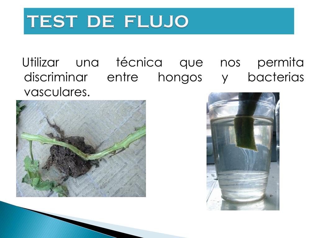 PPT - SINTOMATOLOGÍA Y DIAGNOSTICO DE ENFERMEDADES DE PLANTAS ...