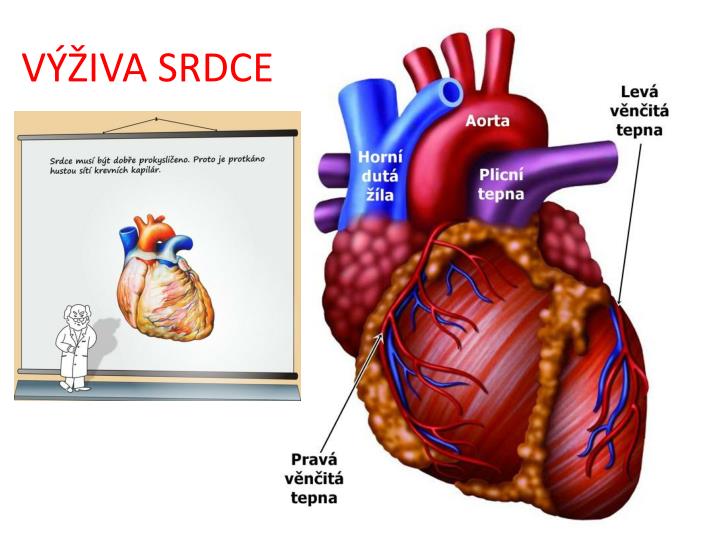 PPT - SRDCE A KREVNÍ OBĚH PowerPoint Presentation - ID:3168557